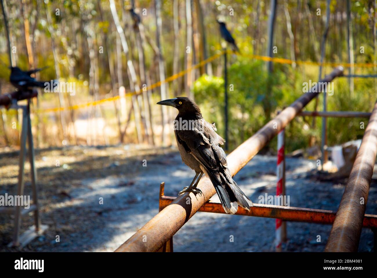 Grey Currawong in the Wild Stock Photo - Alamy