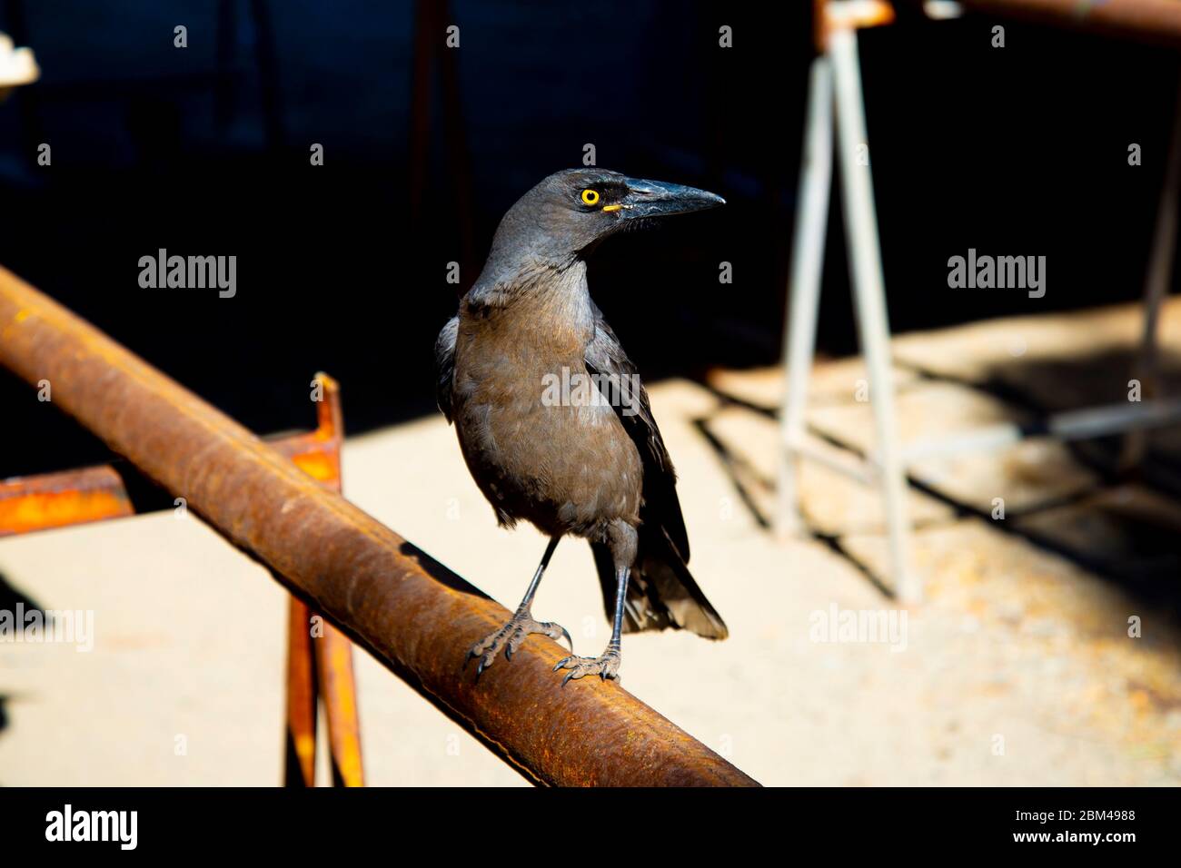 Currawong bird hi-res stock photography and images - Alamy