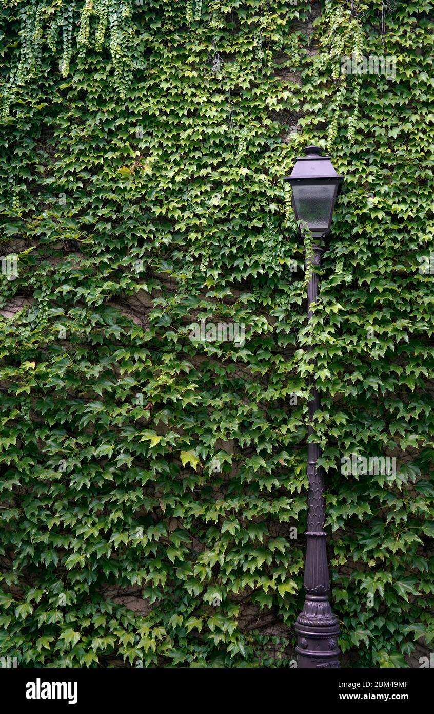 Paris ivy wall hi-res stock photography and images - Alamy