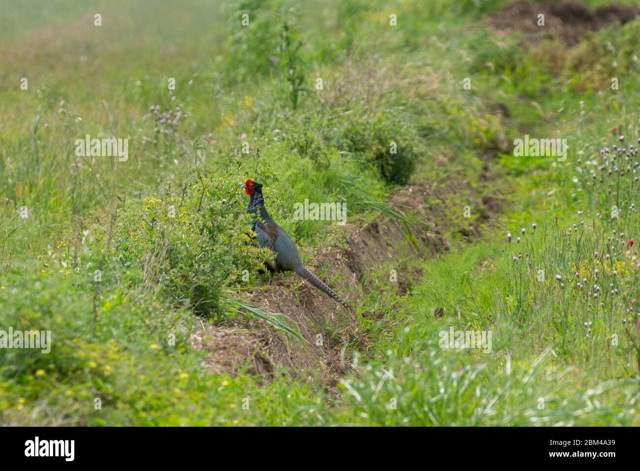 Japan green pheasant hi-res stock photography and images - Alamy