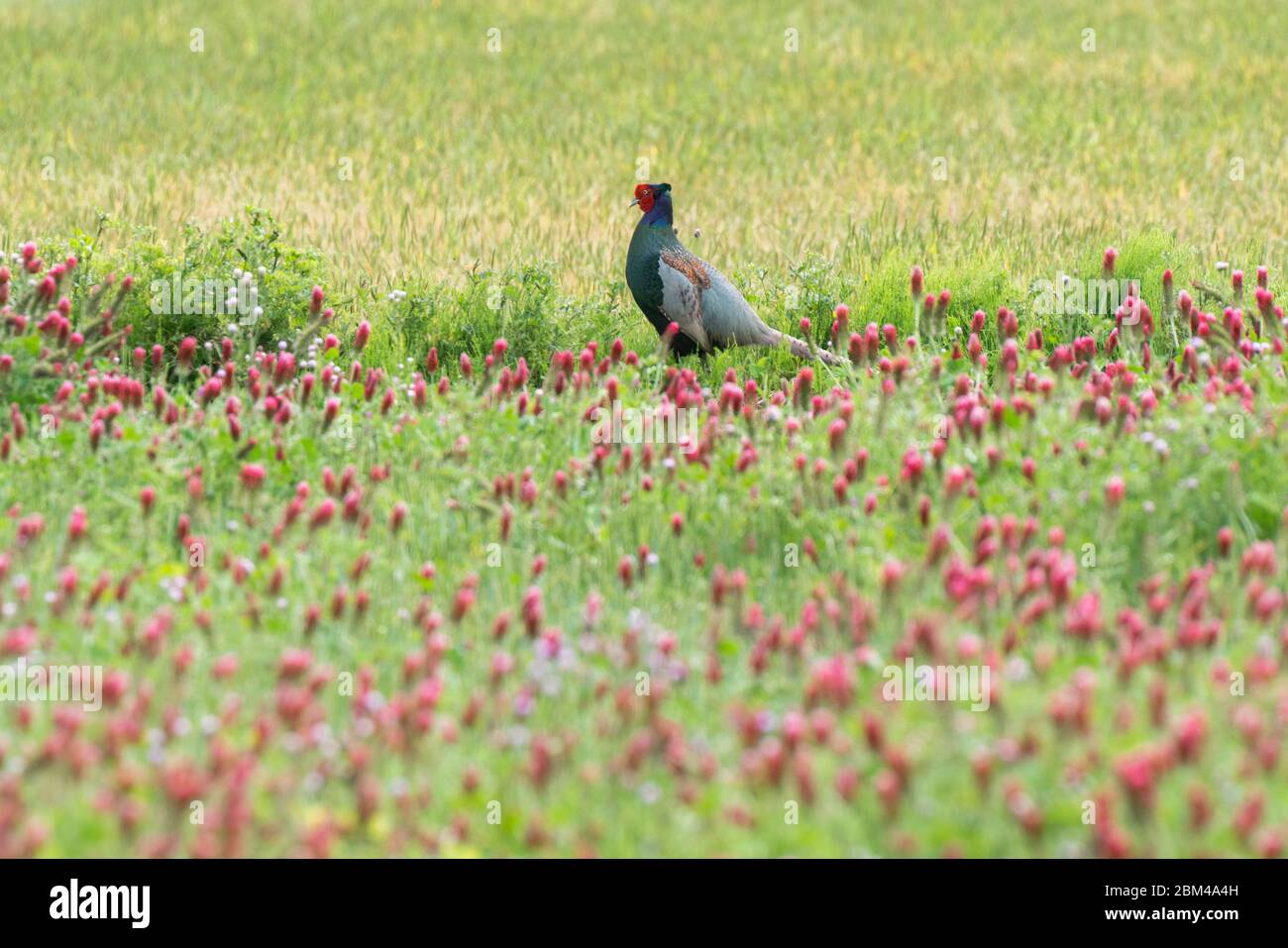 Japanese pheasant bird hi-res stock photography and images - Alamy