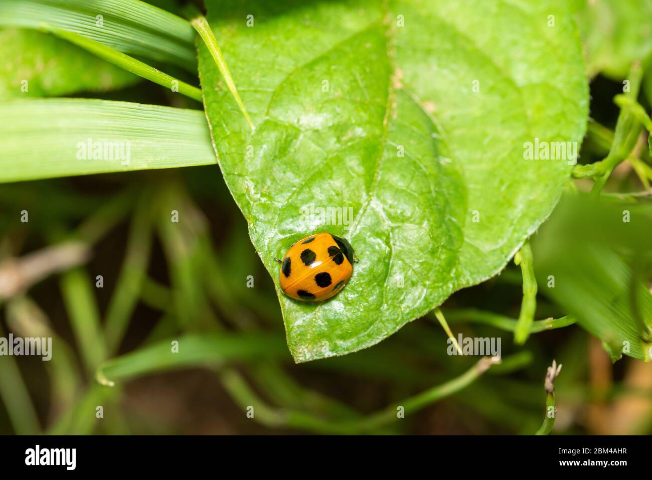 5 spotted ladybug hi-res stock photography and images - Alamy