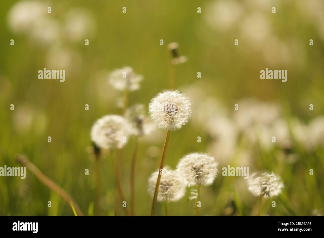 Round fluffy dandelion flowers grow in spring garden, side view Stock ...