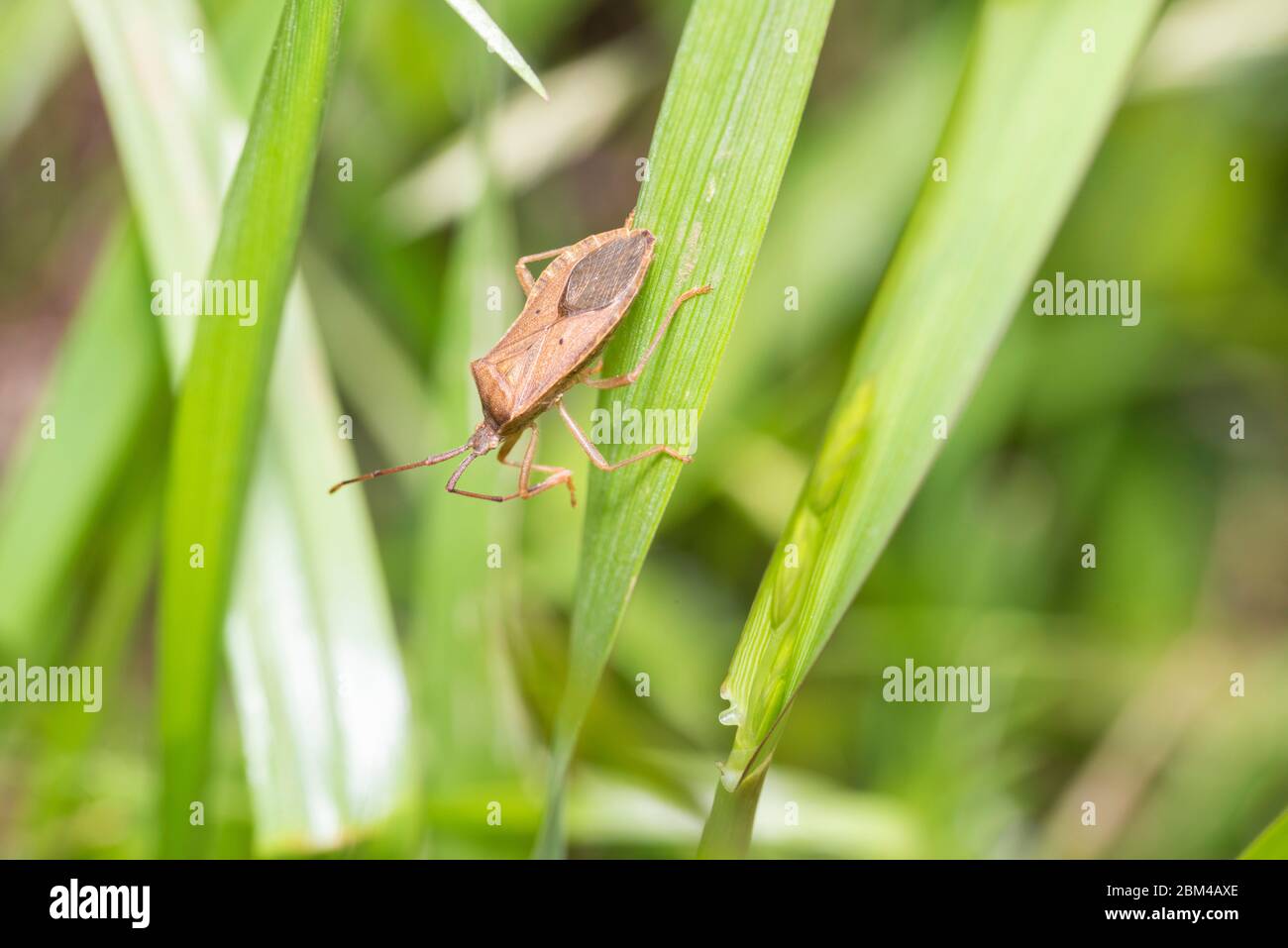 Homoeocerus hi-res stock photography and images - Alamy