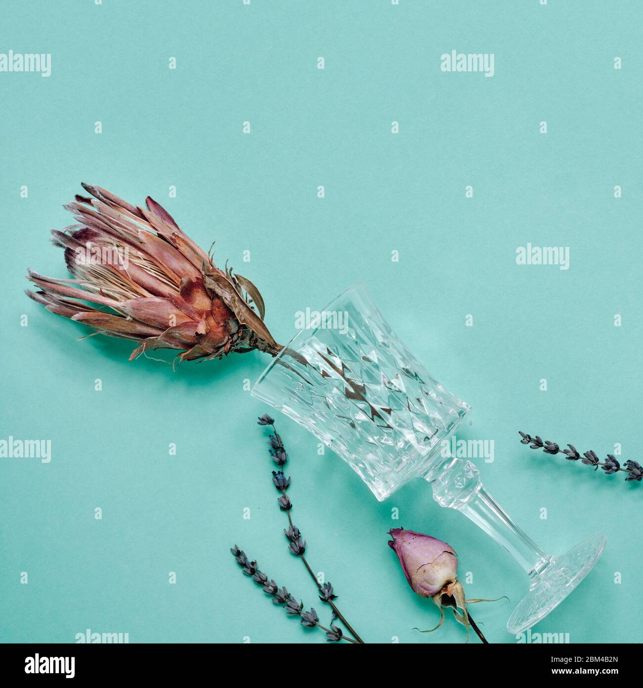 Proteus flower and rose with a glass on a turquoise background Stock ...