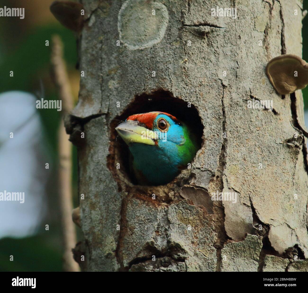 nesting of blue throated barbet bird (psilopogon asiaticus ...