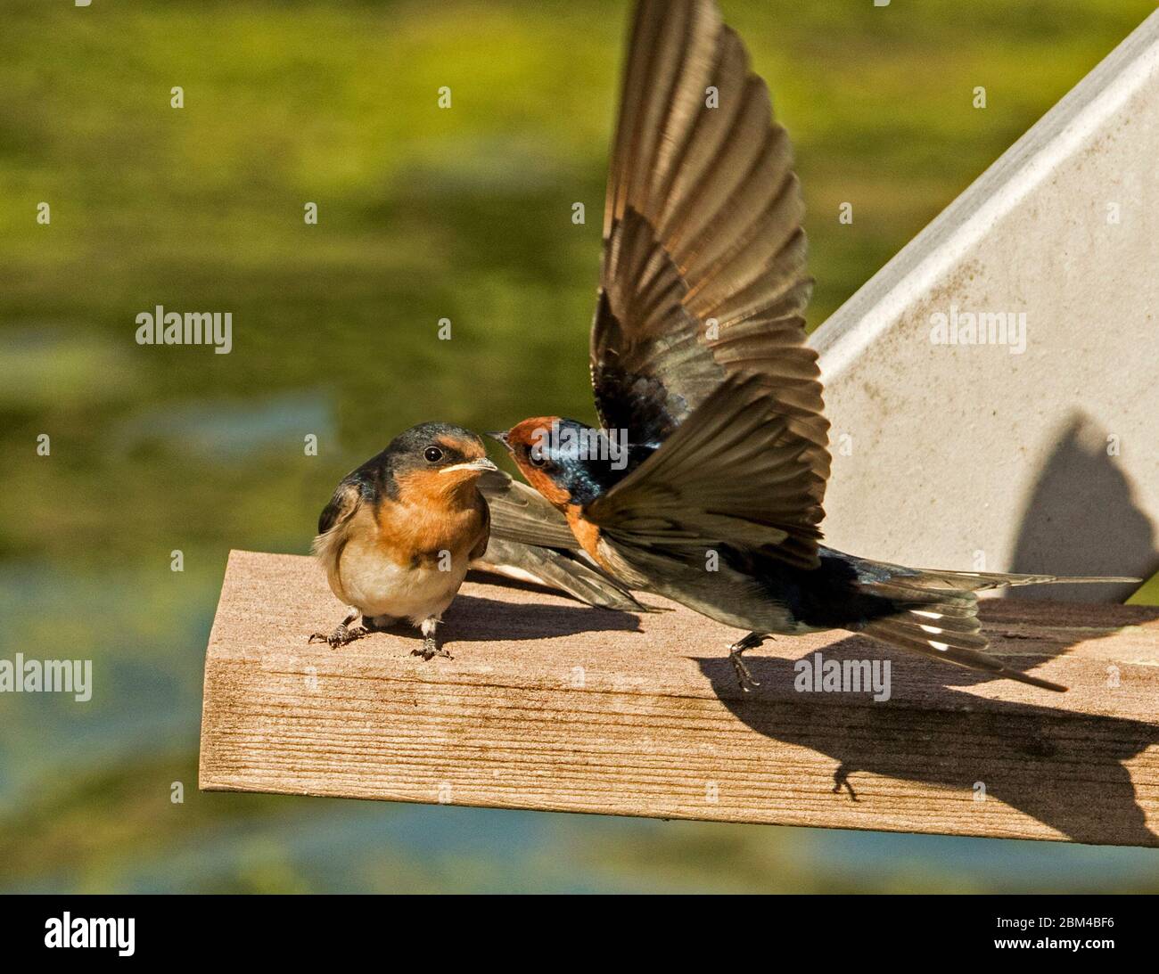 Welcome Swallow fledgling, Hirundo neoxena, waiting patiently as parent ...