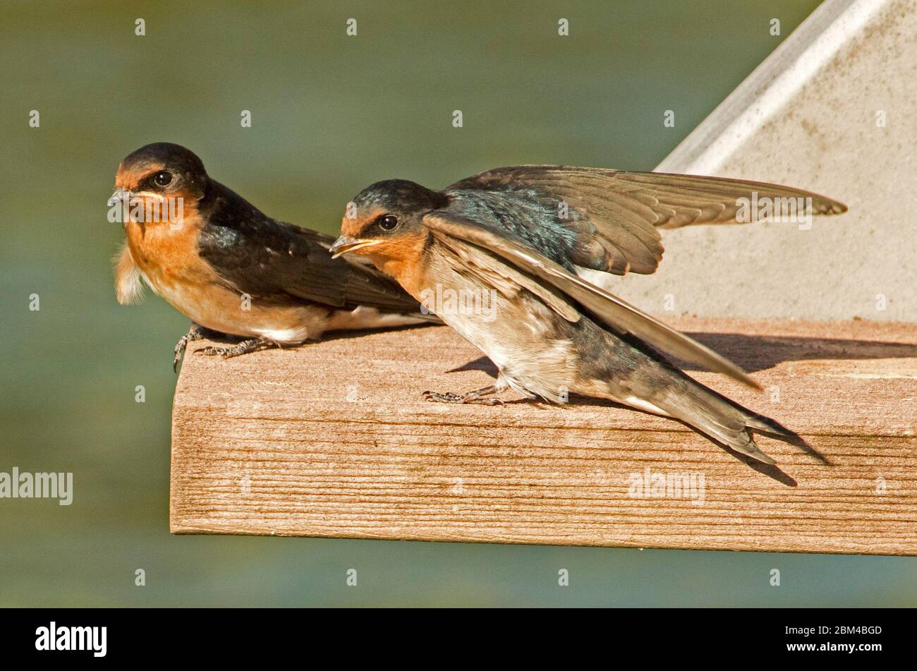 Two colourful Welcome Swallow fledglings, Hirundo neoxena, one with ...