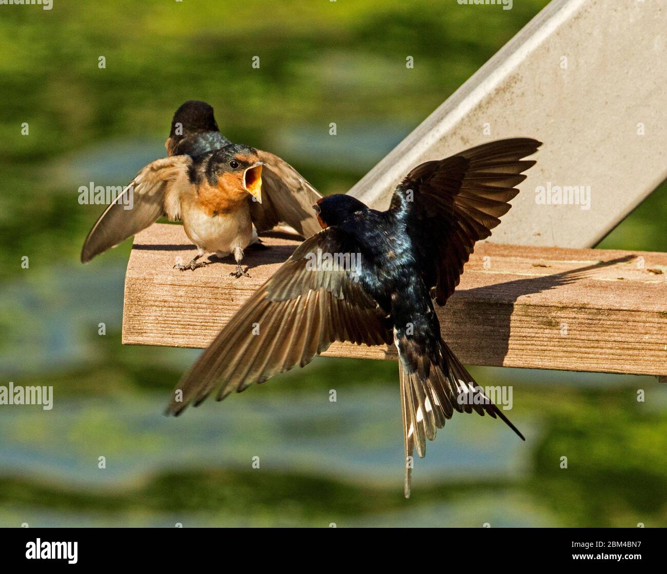 Welcome Swallow fledgling, Hirundo neoxena, with bill open as parent ...