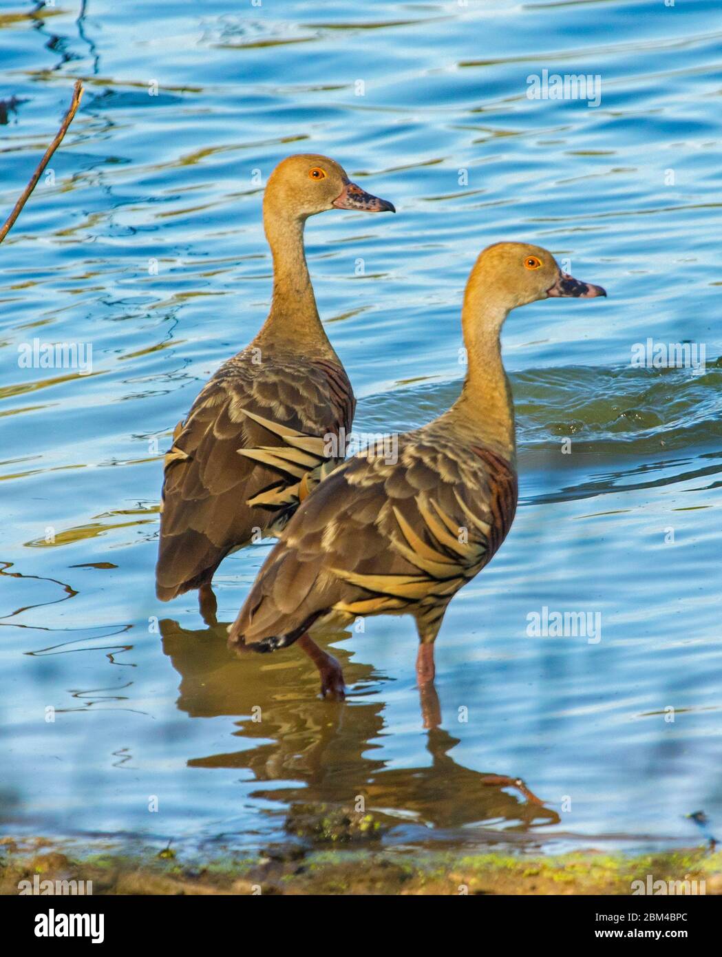 Australian ducks hi-res stock photography and images - Alamy