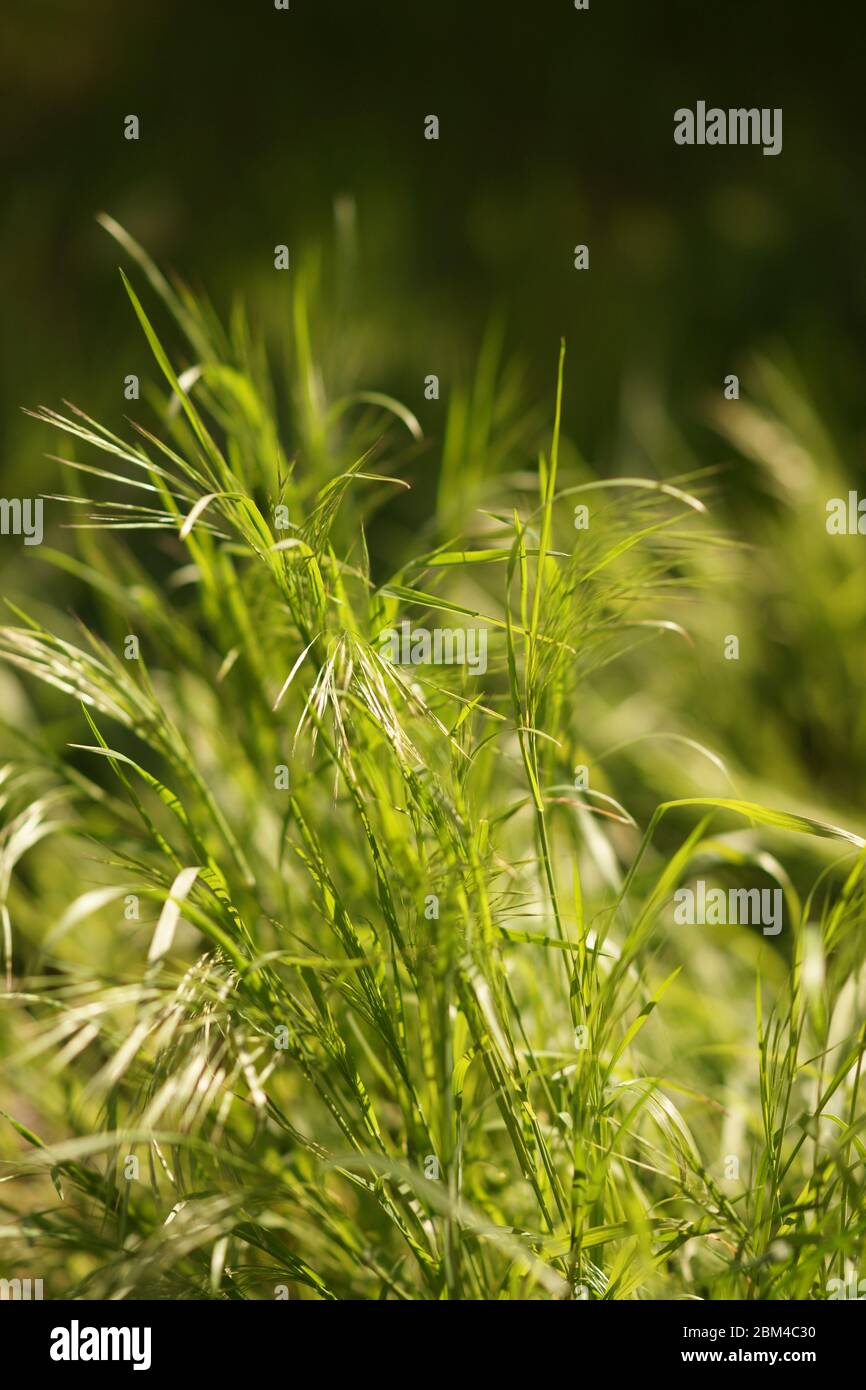 Backdrop of lush hi-res stock photography and images - Alamy