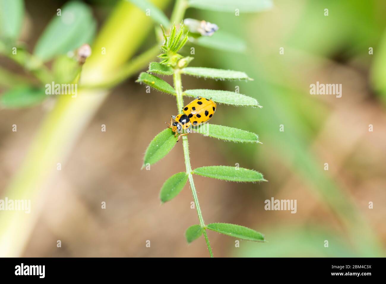 Thirteen spotted lady beetle hi-res stock photography and images - Alamy