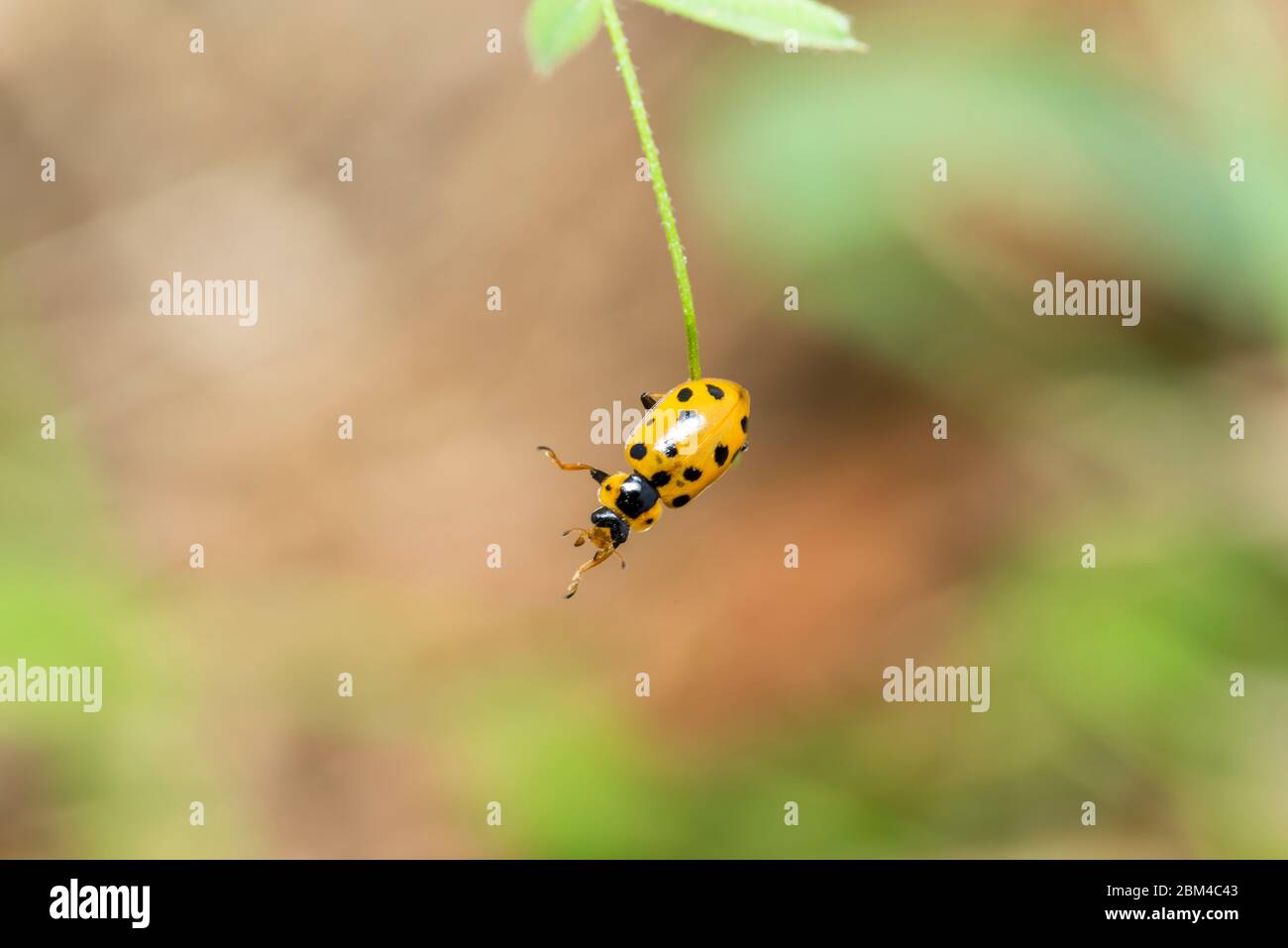 Thirteen spotted lady beetle hi-res stock photography and images - Alamy