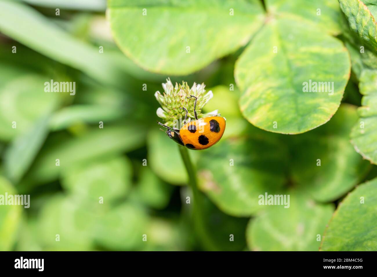 5 spotted ladybug hi-res stock photography and images - Alamy