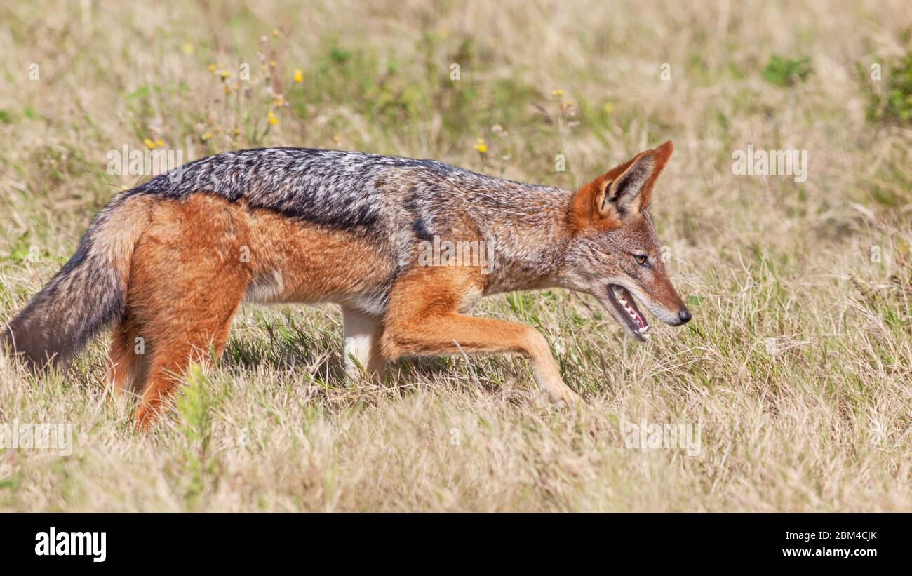 A black-backed jackal (Canis mesomelas), also known as the silver-backed or red jackal, in Addo ...