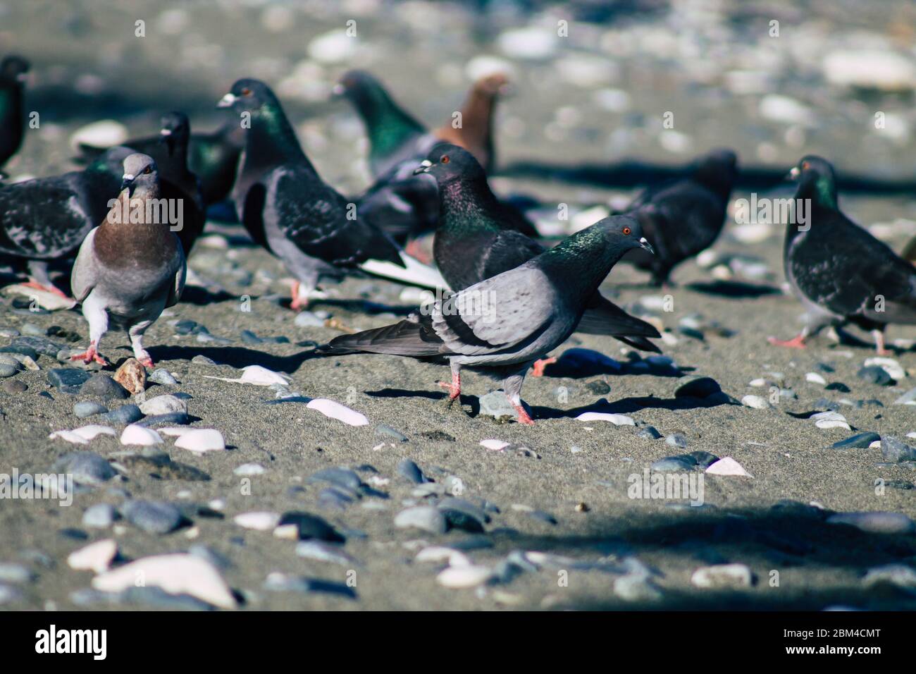 Limassol Cyprus May 06, 2020 View of various pigeons eating on the ...
