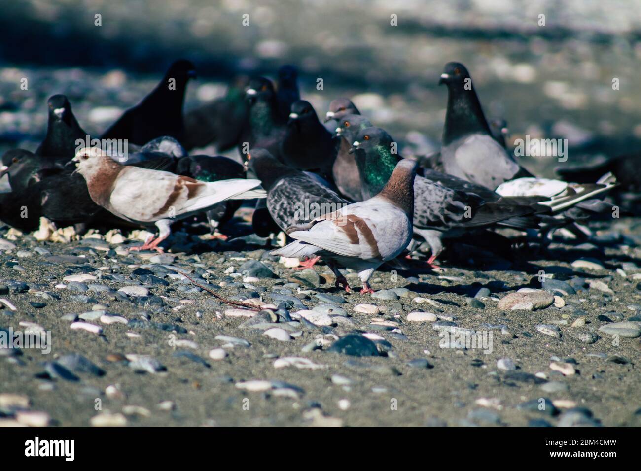 Limassol Cyprus May 06, 2020 View of various pigeons eating on the ...