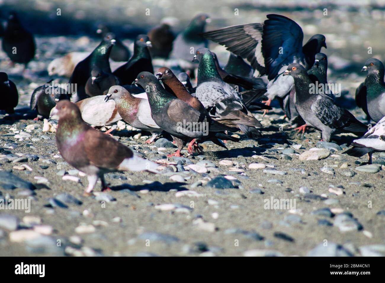 Limassol Cyprus May 06, 2020 View of various pigeons eating on the ...