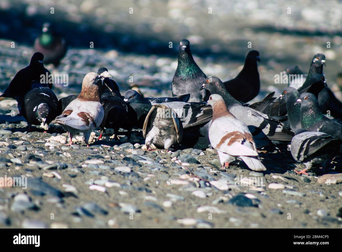 Limassol Cyprus May 06, 2020 View of various pigeons eating on the ...
