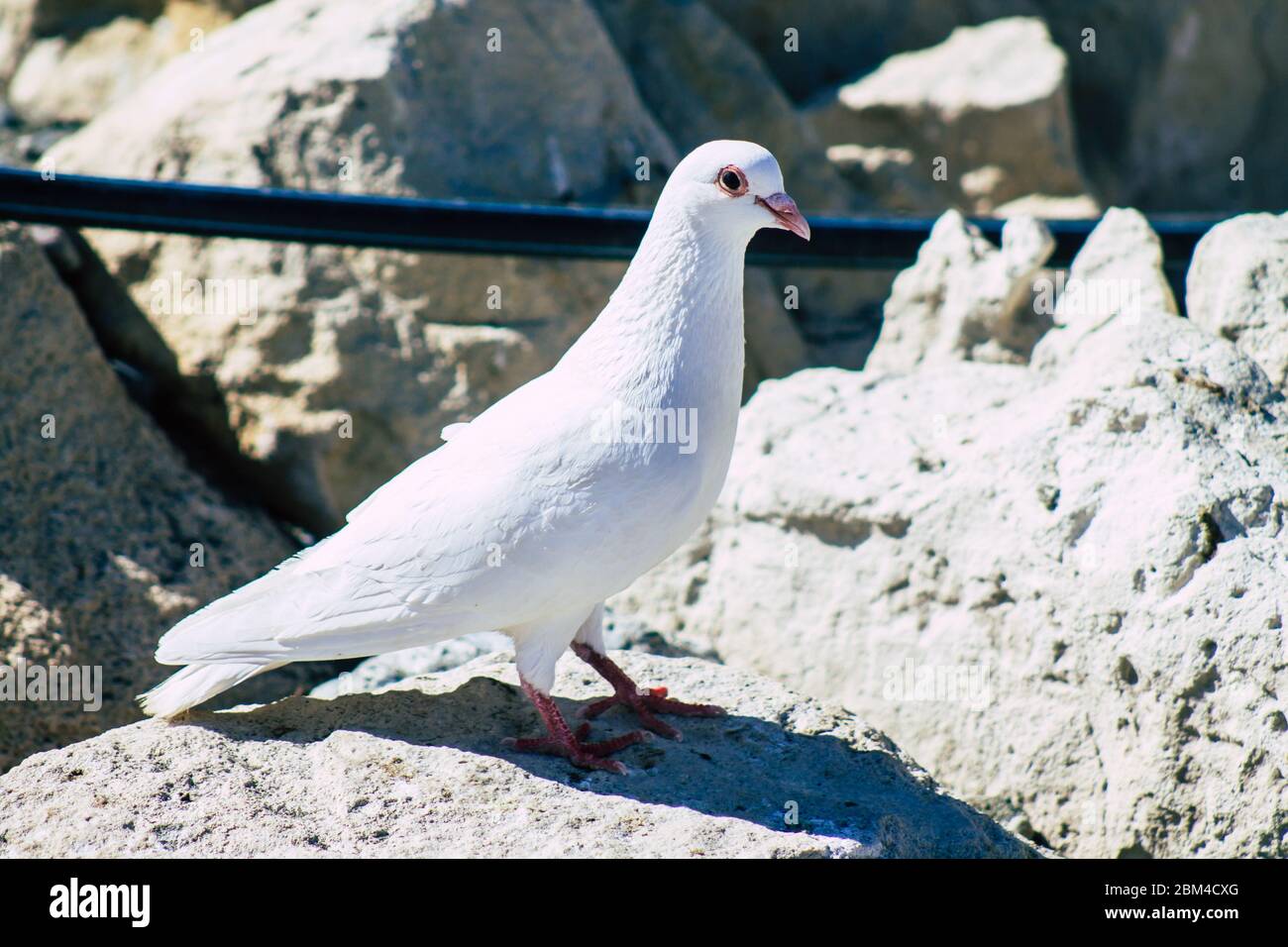 Limassol Cyprus May 06, 2020 View of various pigeons eating on the ...
