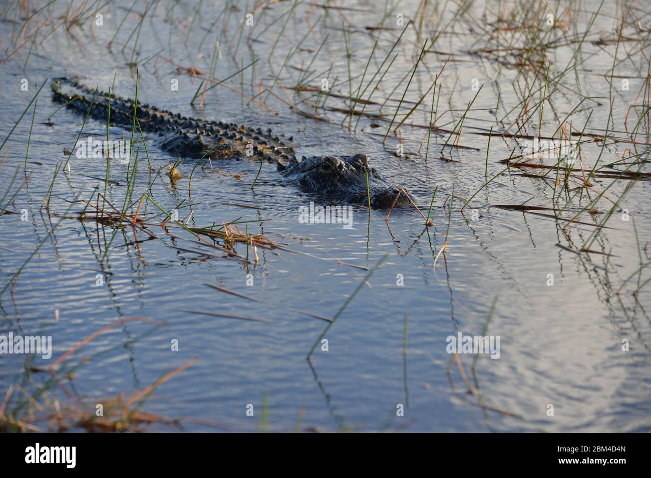 Dead gator hi-res stock photography and images - Alamy