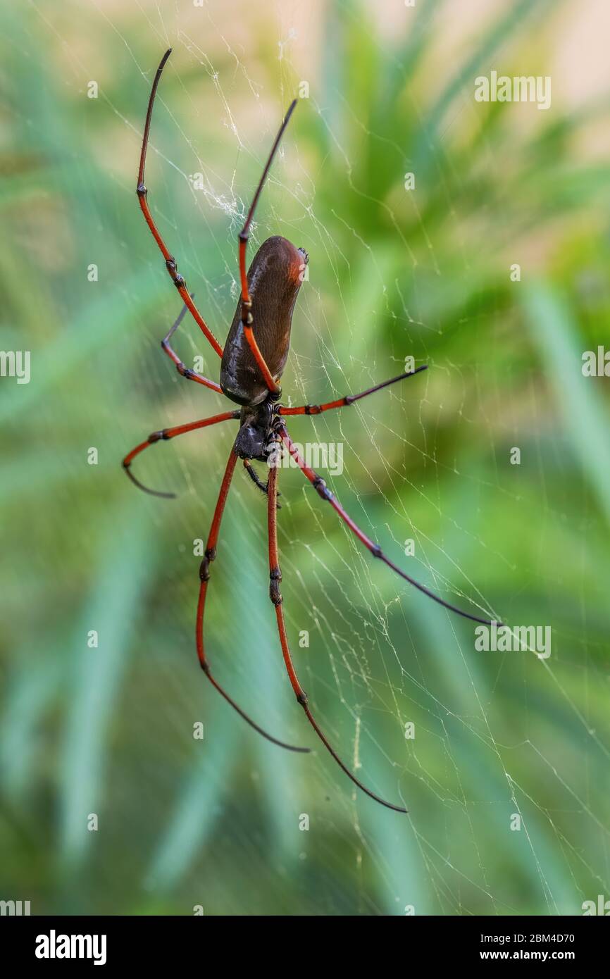 Black Wood Spider - Nephila kuhlii, beautiful large spider on the web ...
