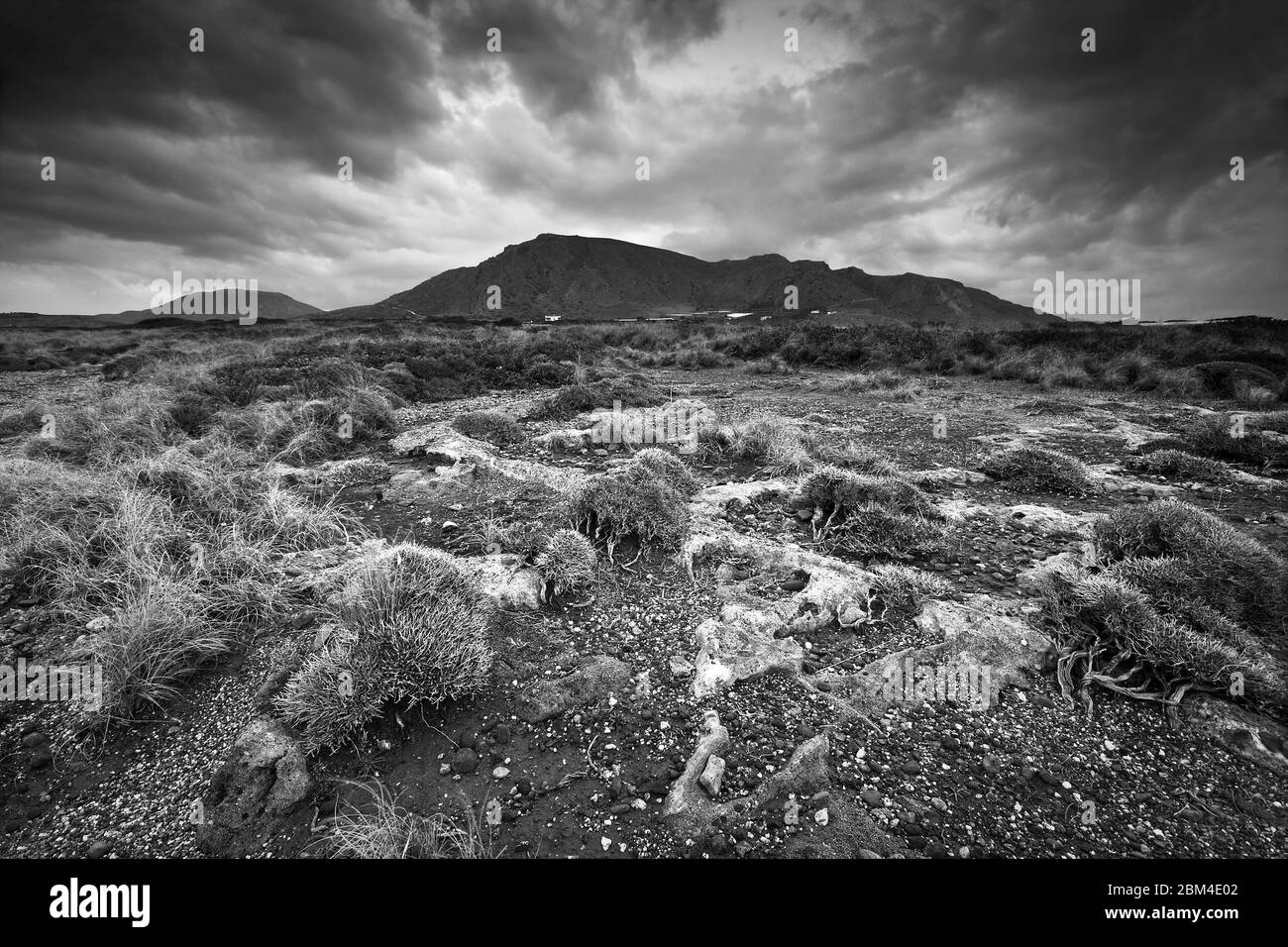 Shrubby vegetation Black and White Stock Photos & Images - Alamy