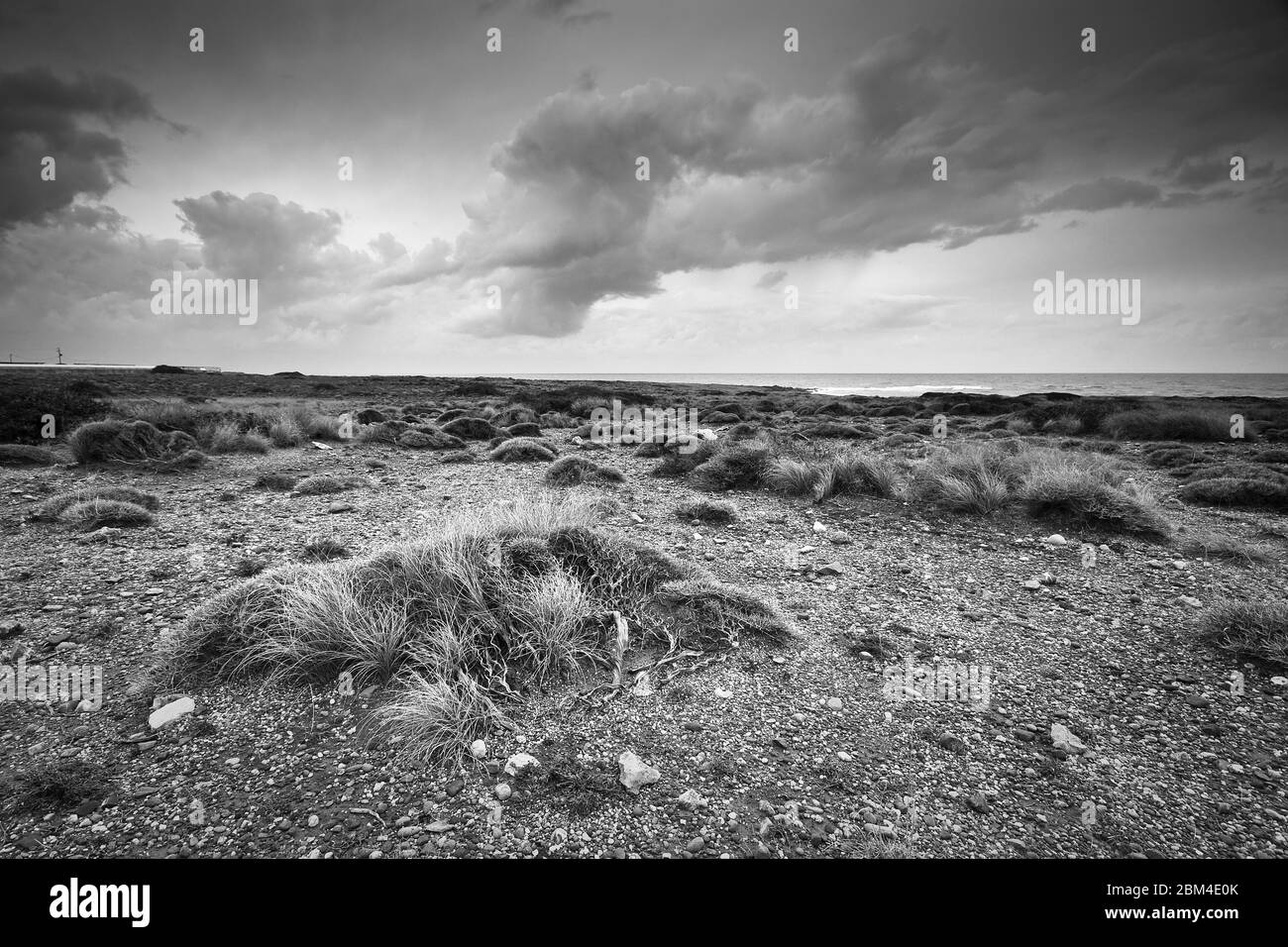 Shrubby vegetation Black and White Stock Photos & Images - Alamy