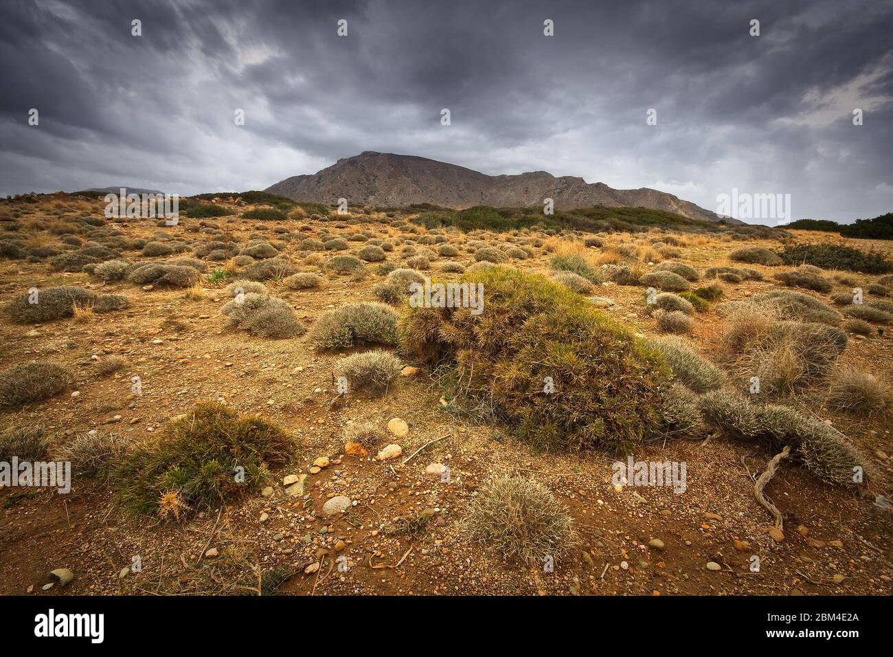 Shrubby vegetation in mountains of Crete, Greece Stock Photo - Alamy