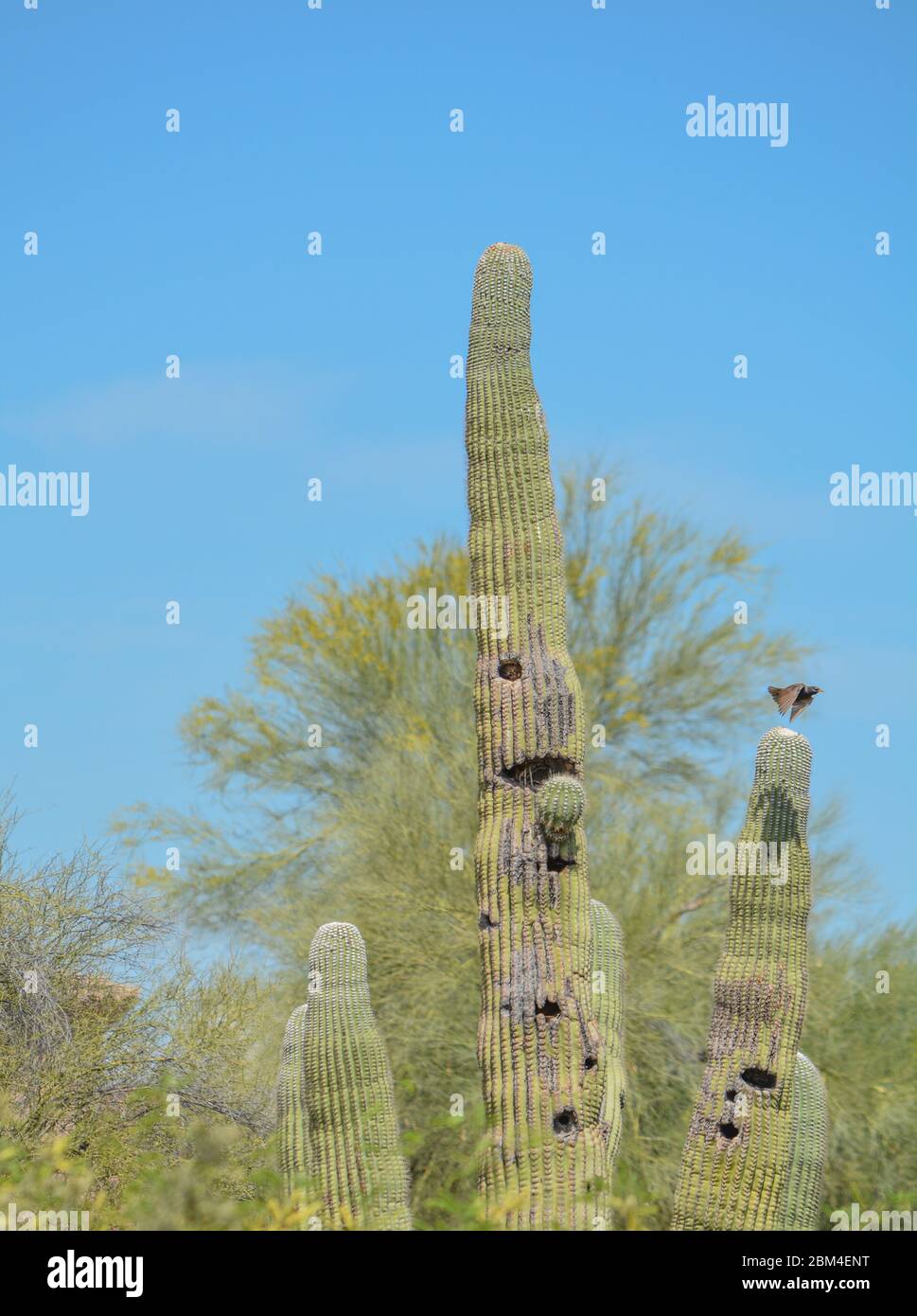 Saguaro cactus (carnegiea gigantea) with bird nests in the Sonoran ...