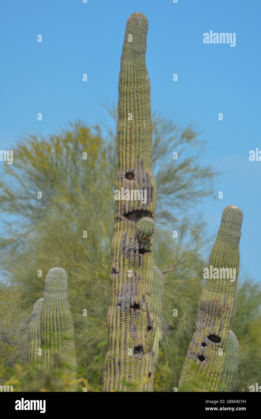 Cacti In Habitat High Resolution Stock Photography and Images - Alamy