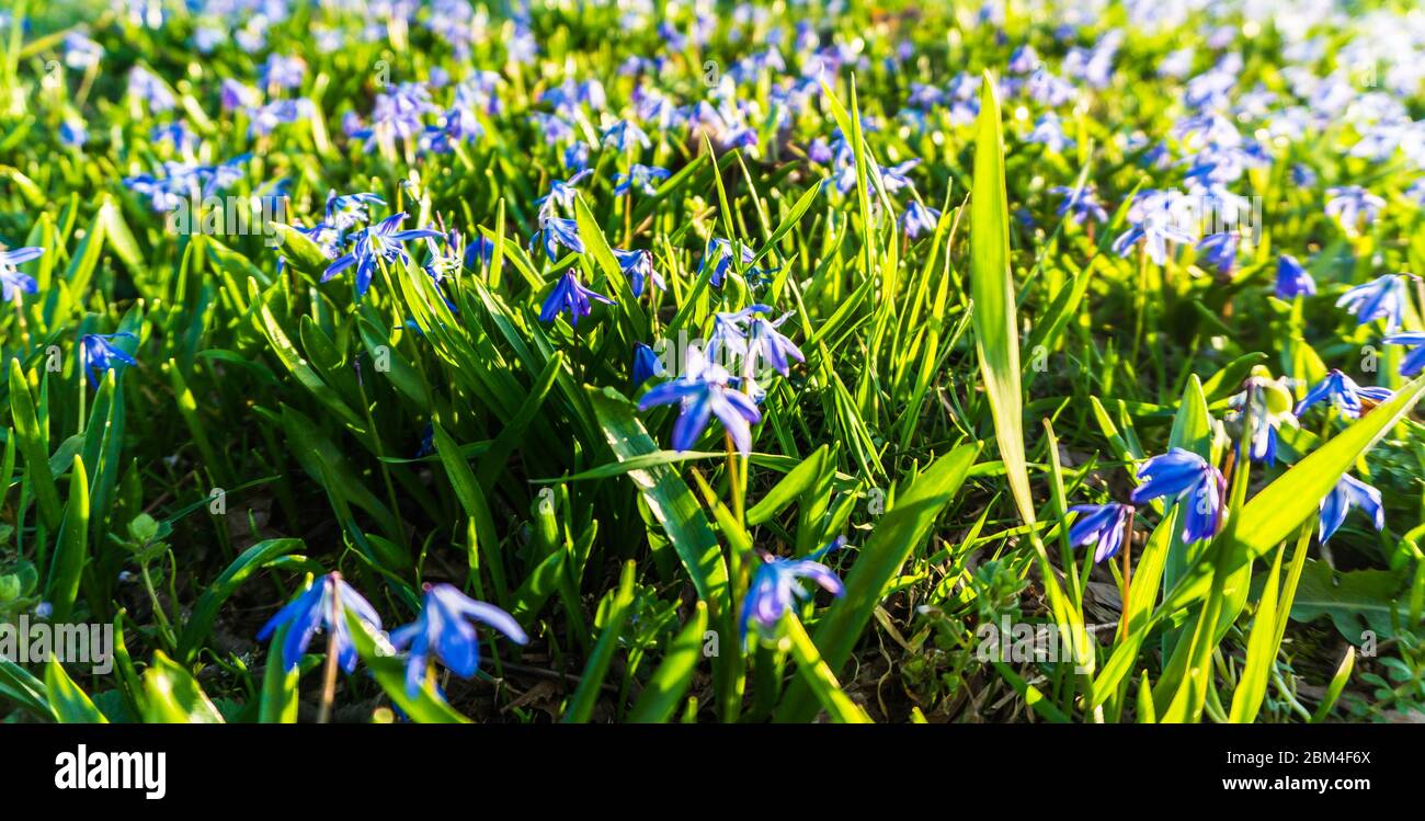 Alpine squill flowers on meadow in spring in sunset light Stock Photo ...