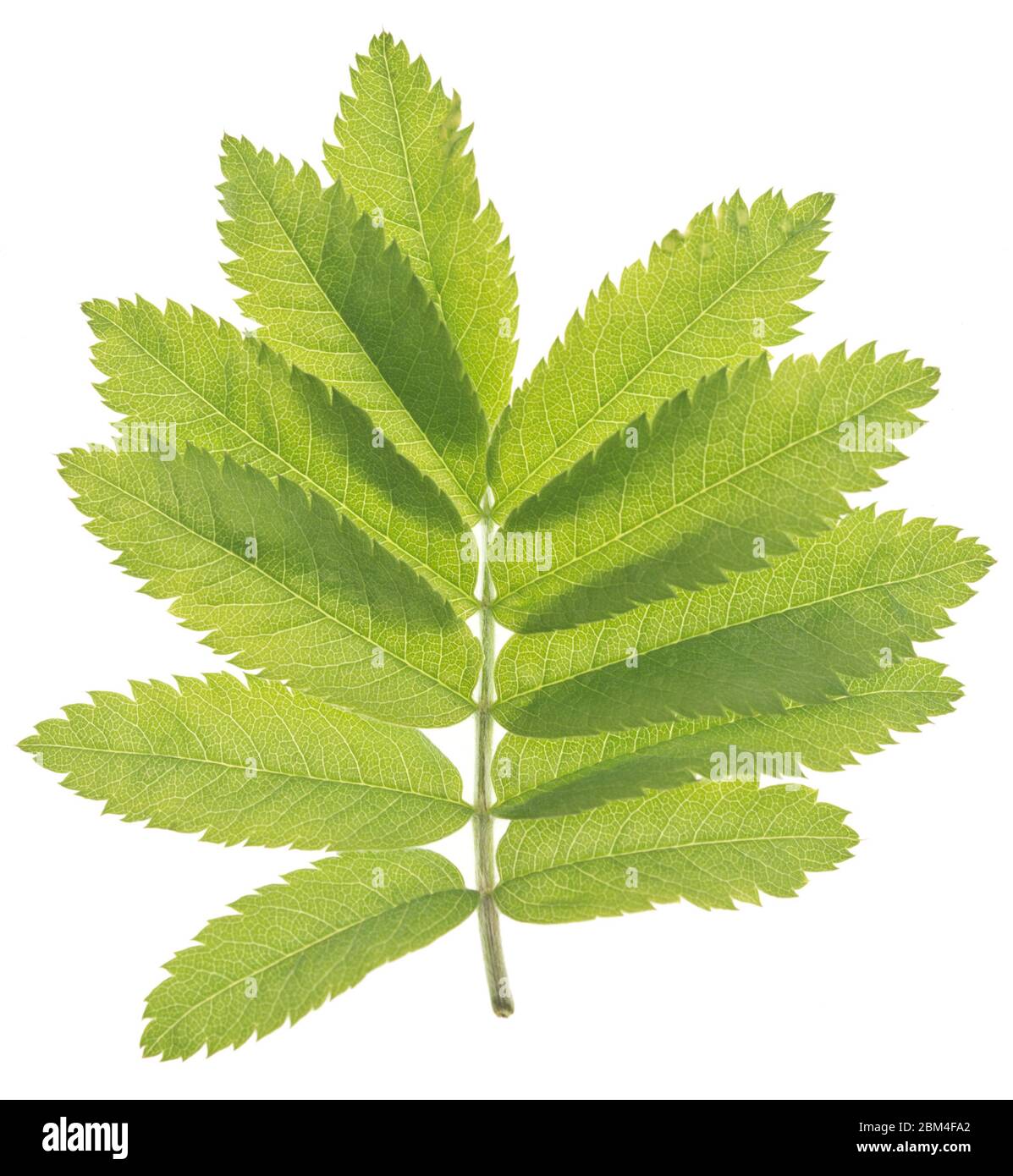 Rowan Leaves Isolated On White Background Stock Photo Alamy
