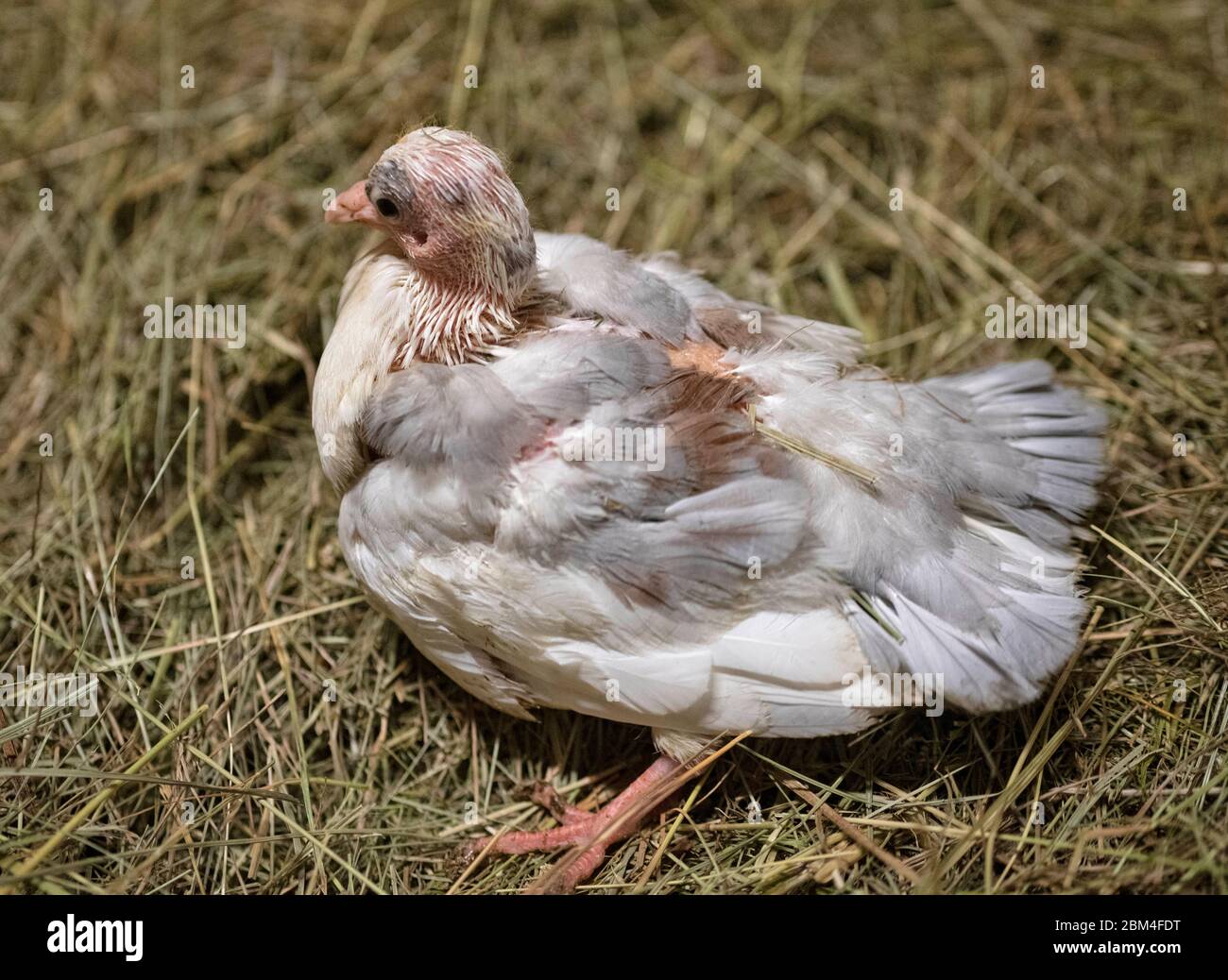 young English Fantail in front of white background Stock Photo - Alamy