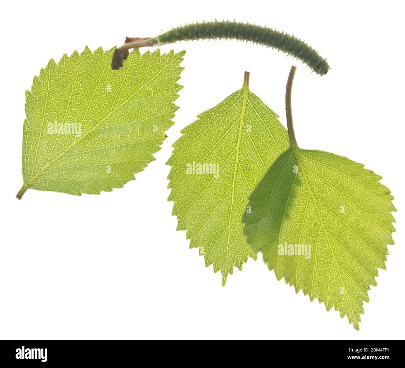Birch green spring leaves on white background Stock Photo - Alamy