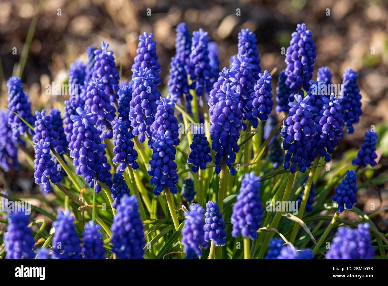Blue flowers of garden grape-hyacinth or Armenian grape hyacinth ...