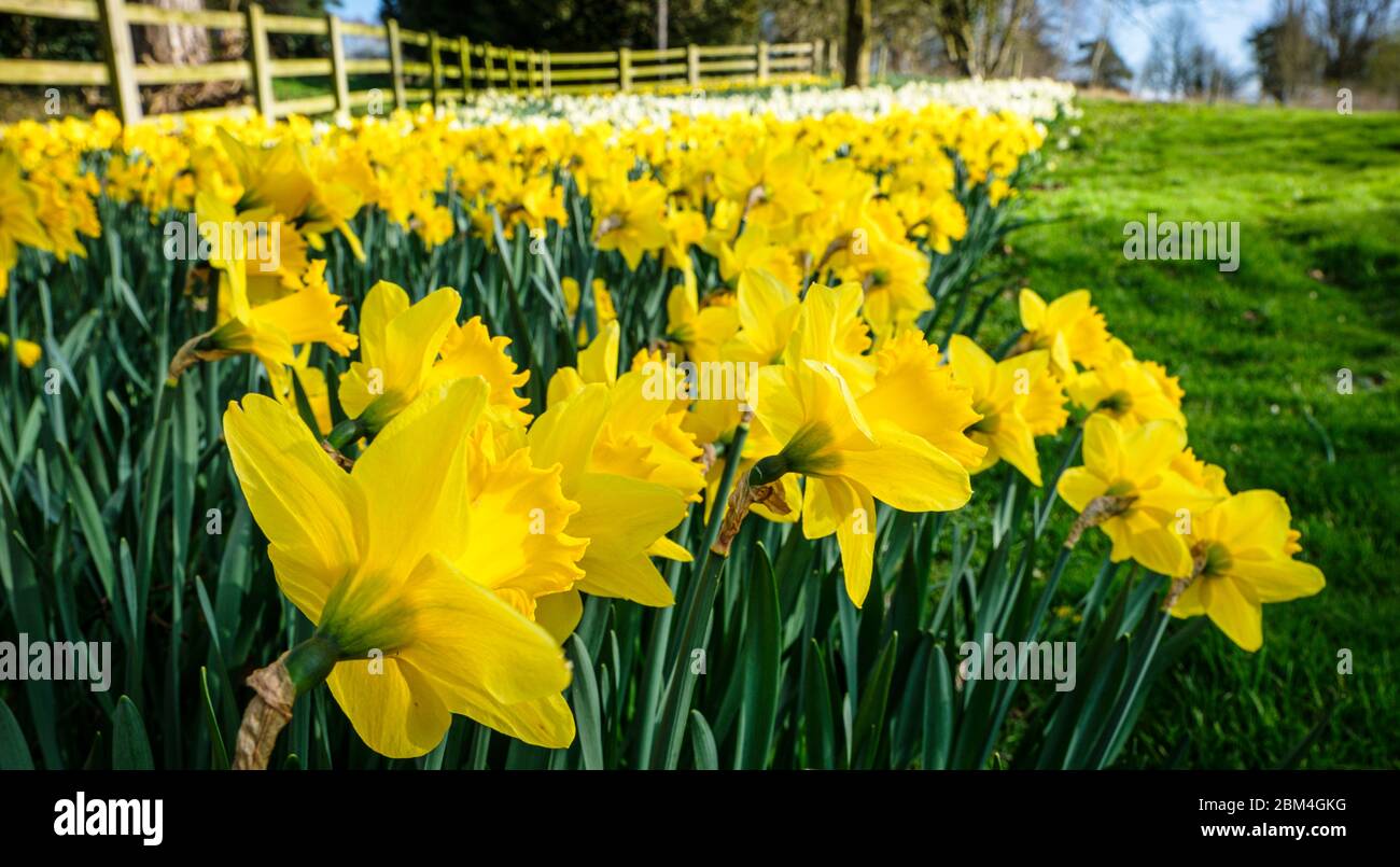 Sign daffodils hi-res stock photography and images - Alamy