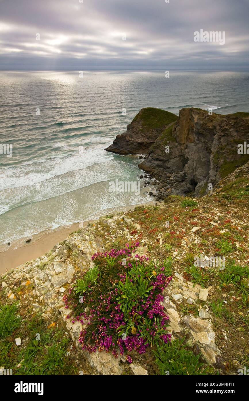 Blooming heather atop cliffs in Cornwall, UK Stock Photo - Alamy