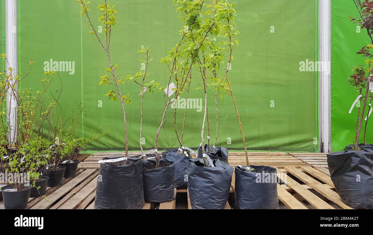 Ukraine, Kiev - May 07, 2020. Garden center selling plants. Seedlings ...