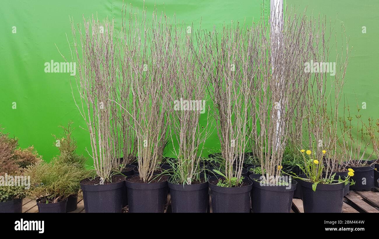 Garden center selling plants. Seedlings of various trees in pots in an ...