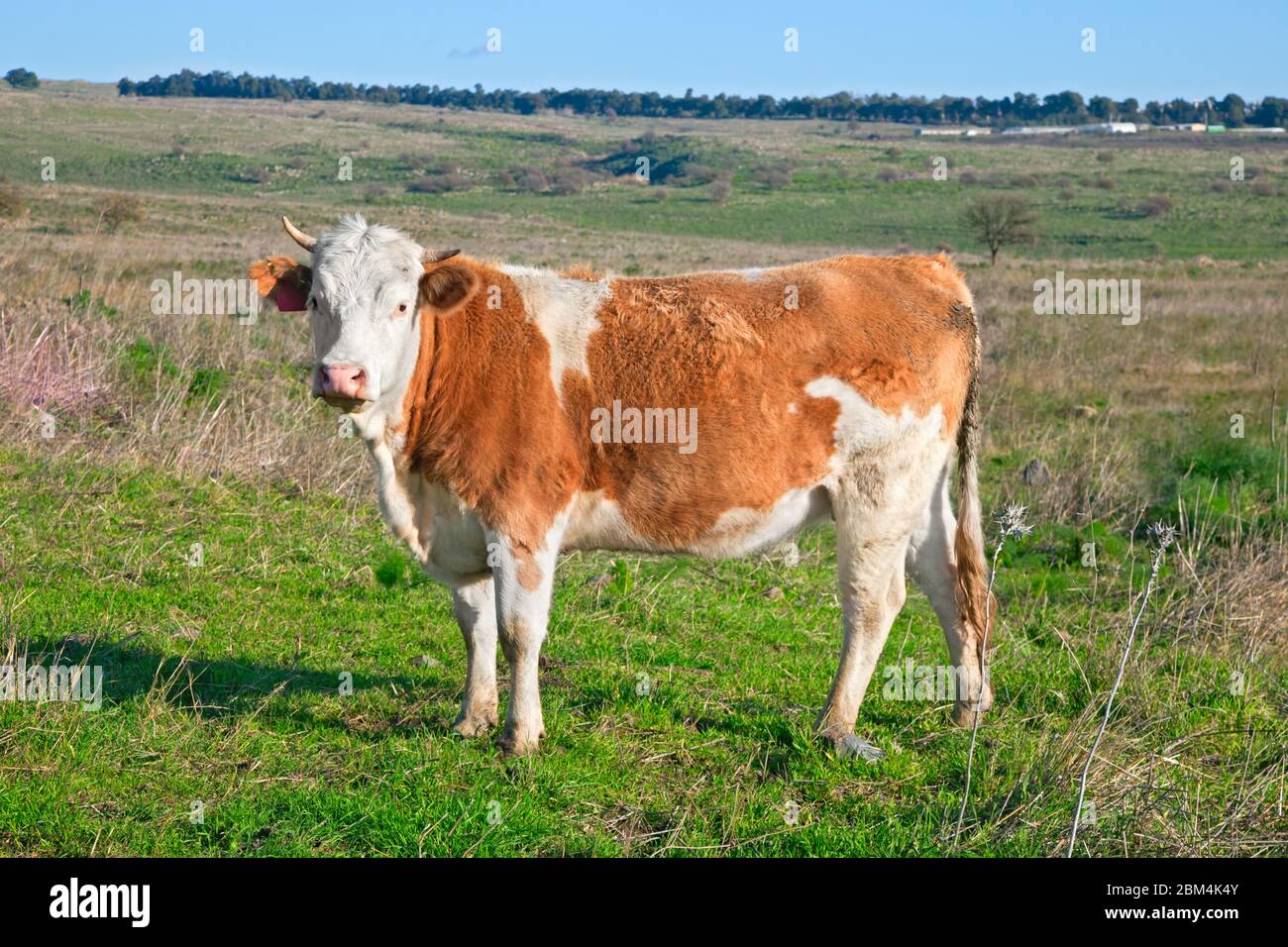 One cows on the meadow Stock Photo - Alamy