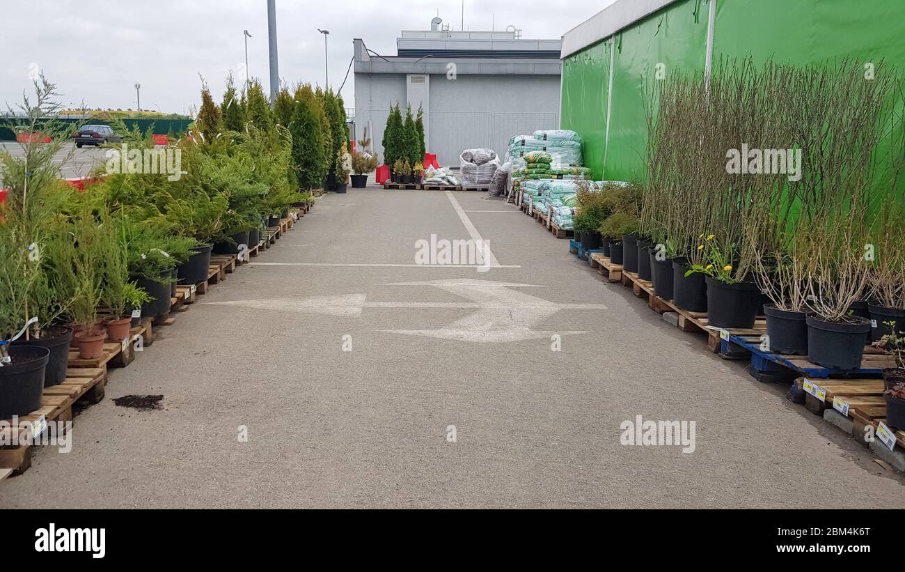 Ukraine, Kiev - May 07, 2020. Garden center selling plants. Seedlings ...