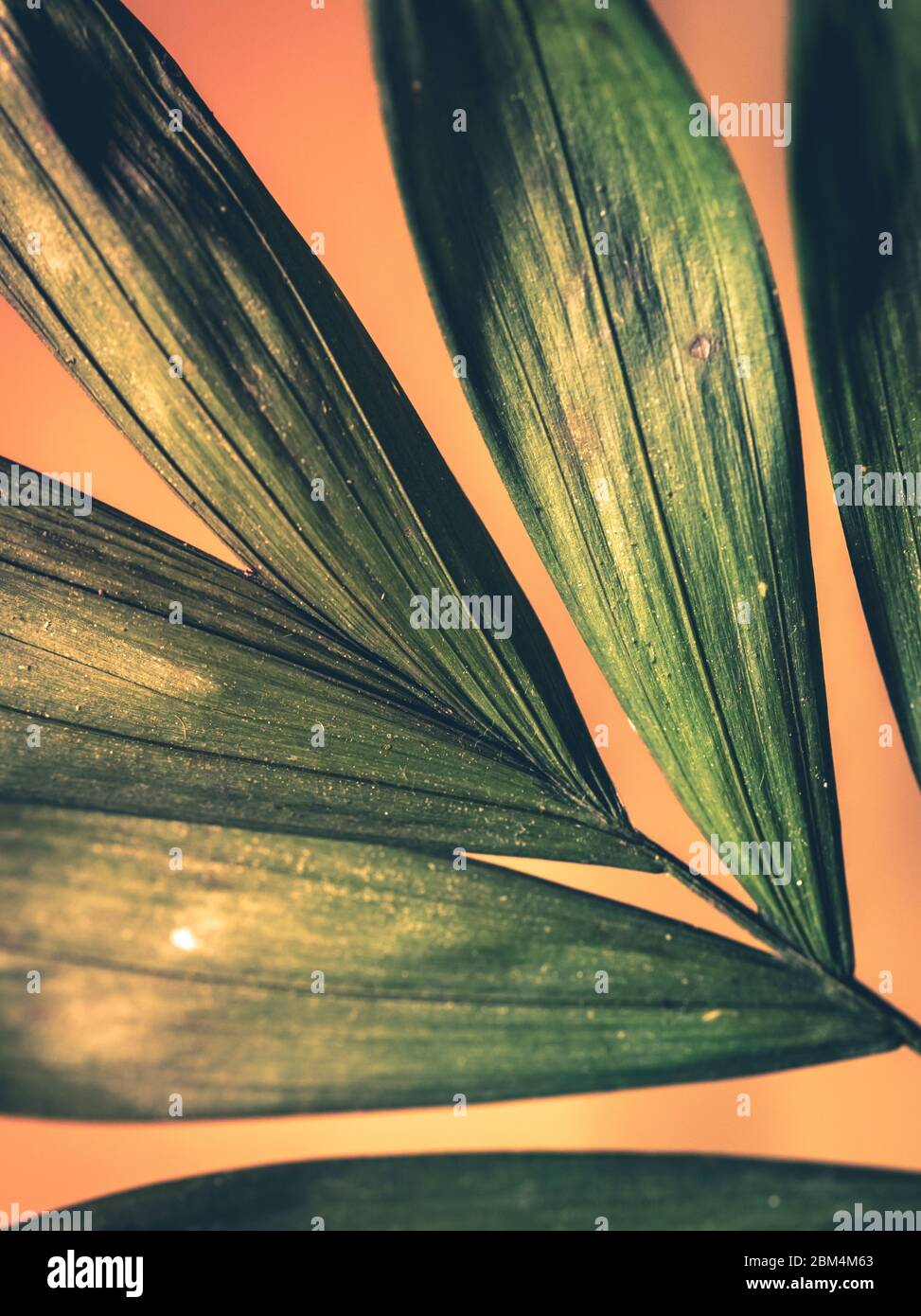 Creative yellow greenery color hi-res stock photography and images - Alamy