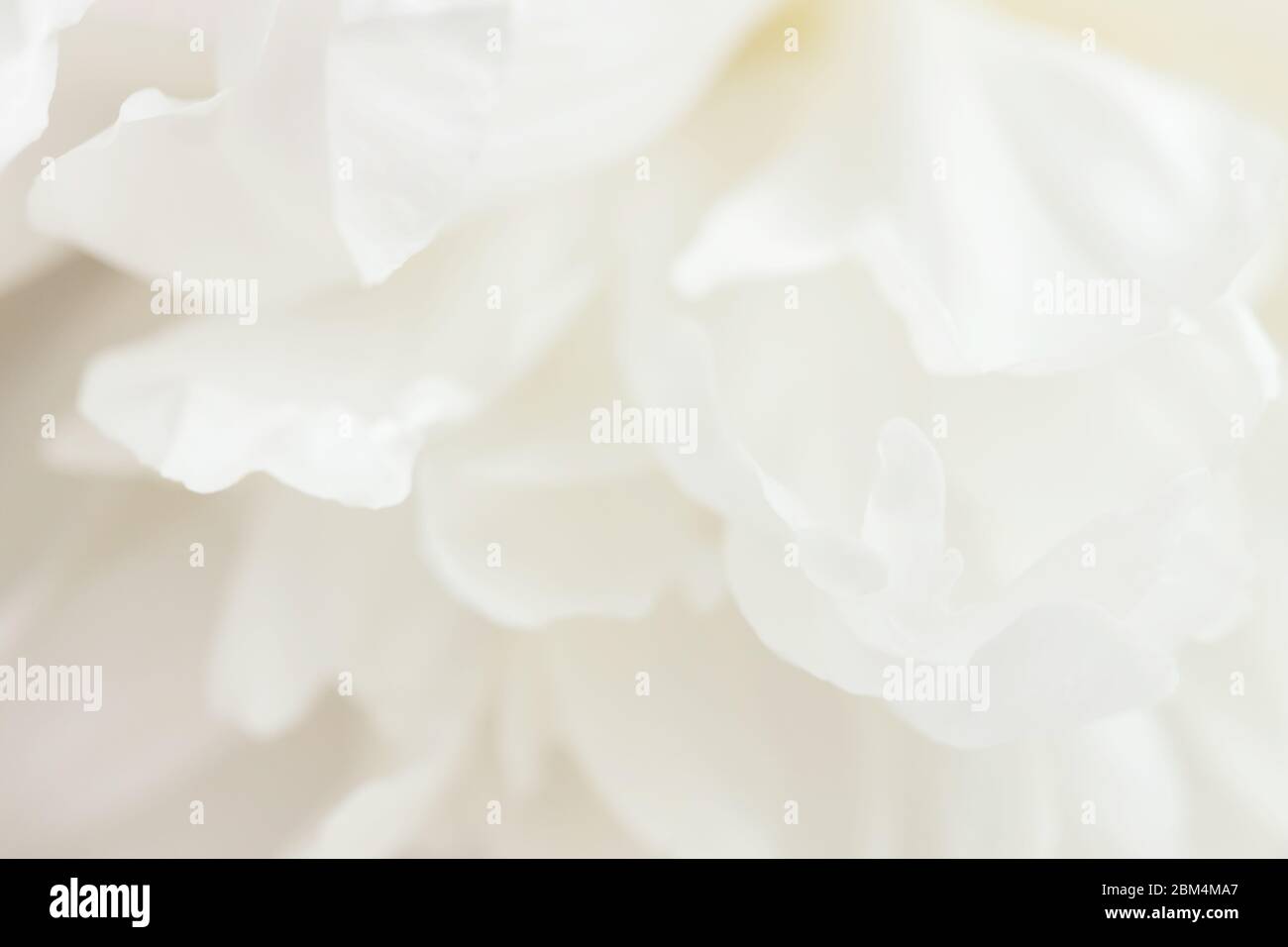 Cream wedding background hi-res stock photography and images - Alamy