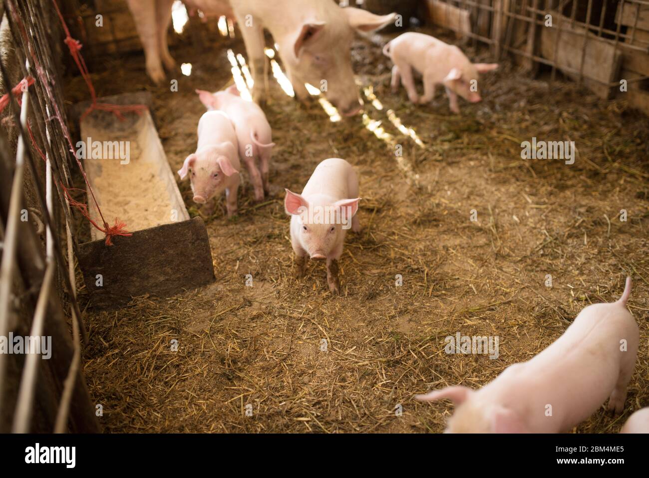Group of pigs hi-res stock photography and images - Alamy