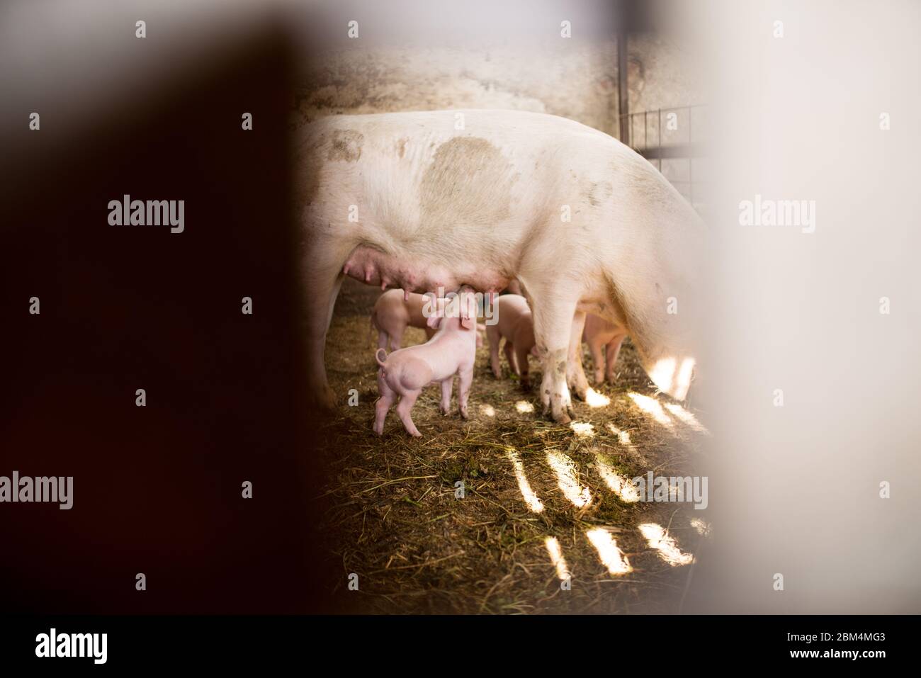Fattening pig hi-res stock photography and images - Alamy