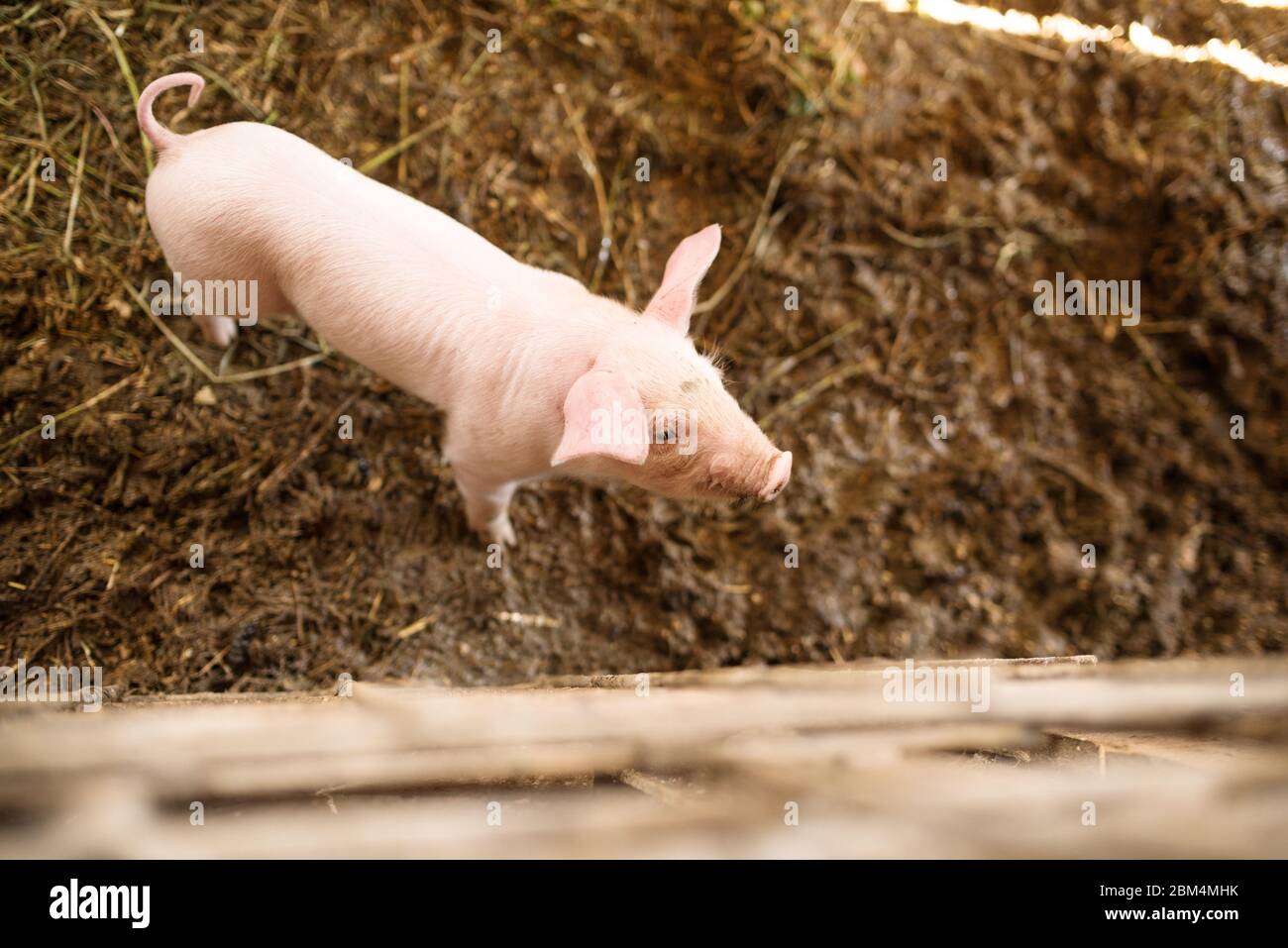 young pigs on a farm. fattening pig on the farm Stock Photo - Alamy