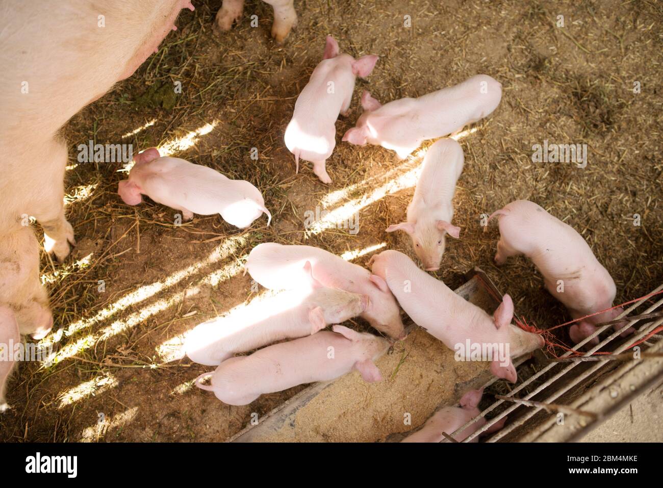 young pigs on a farm. fattening pig on the farm Stock Photo - Alamy