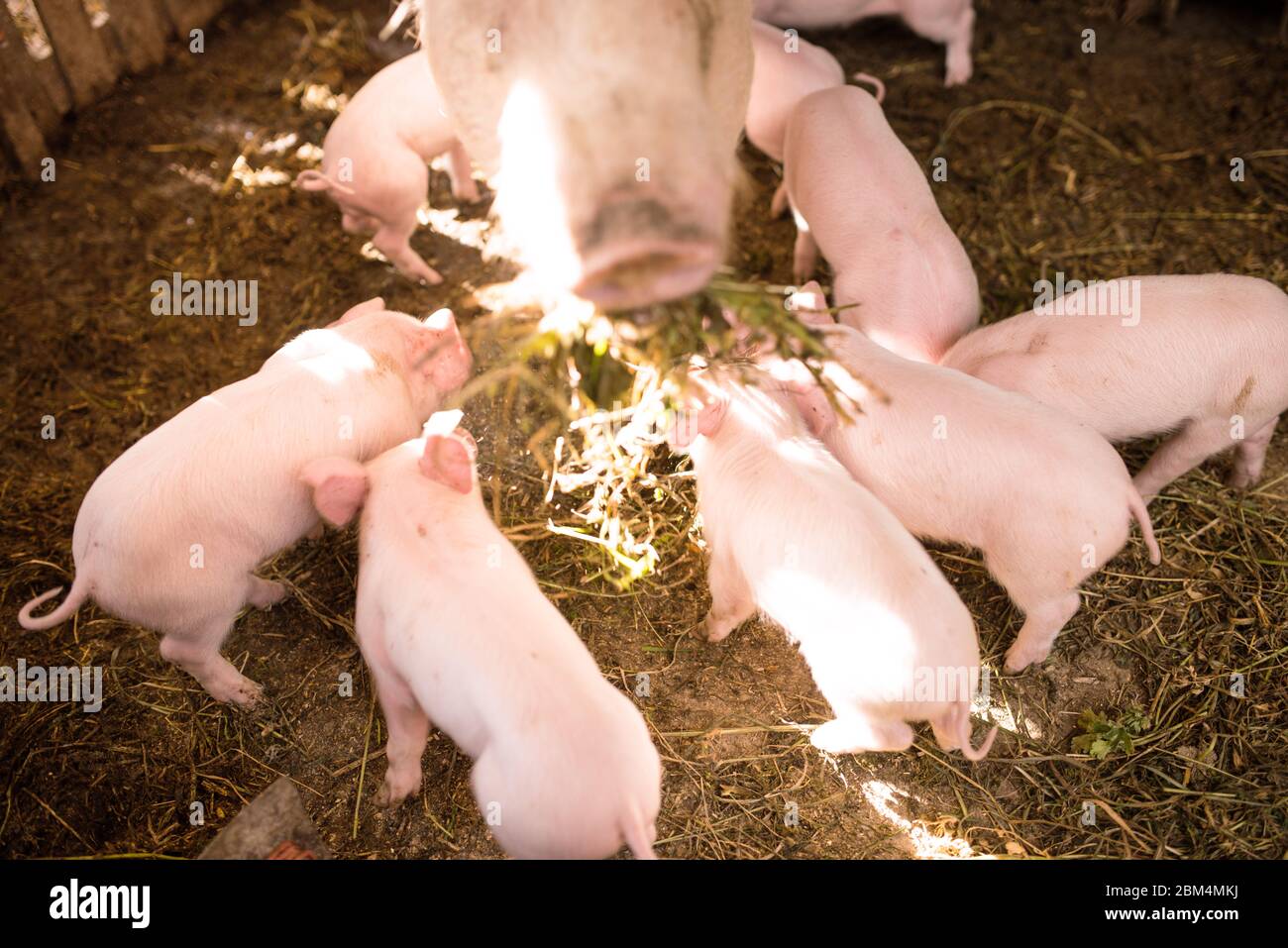 young pigs on a farm. fattening pig on the farm Stock Photo - Alamy