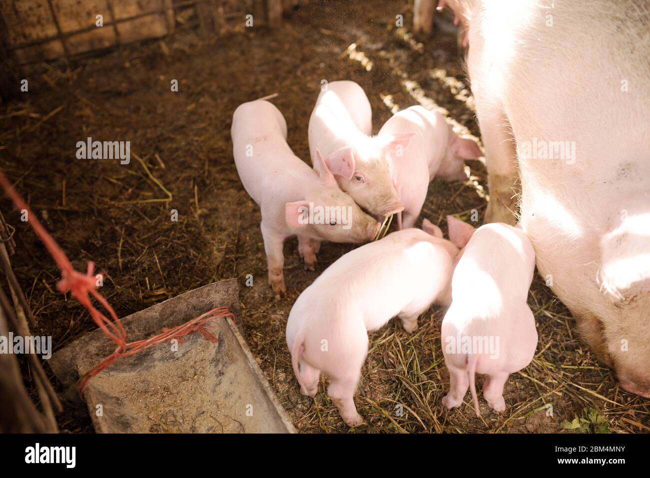 Fattening pigs feeding hi-res stock photography and images - Alamy